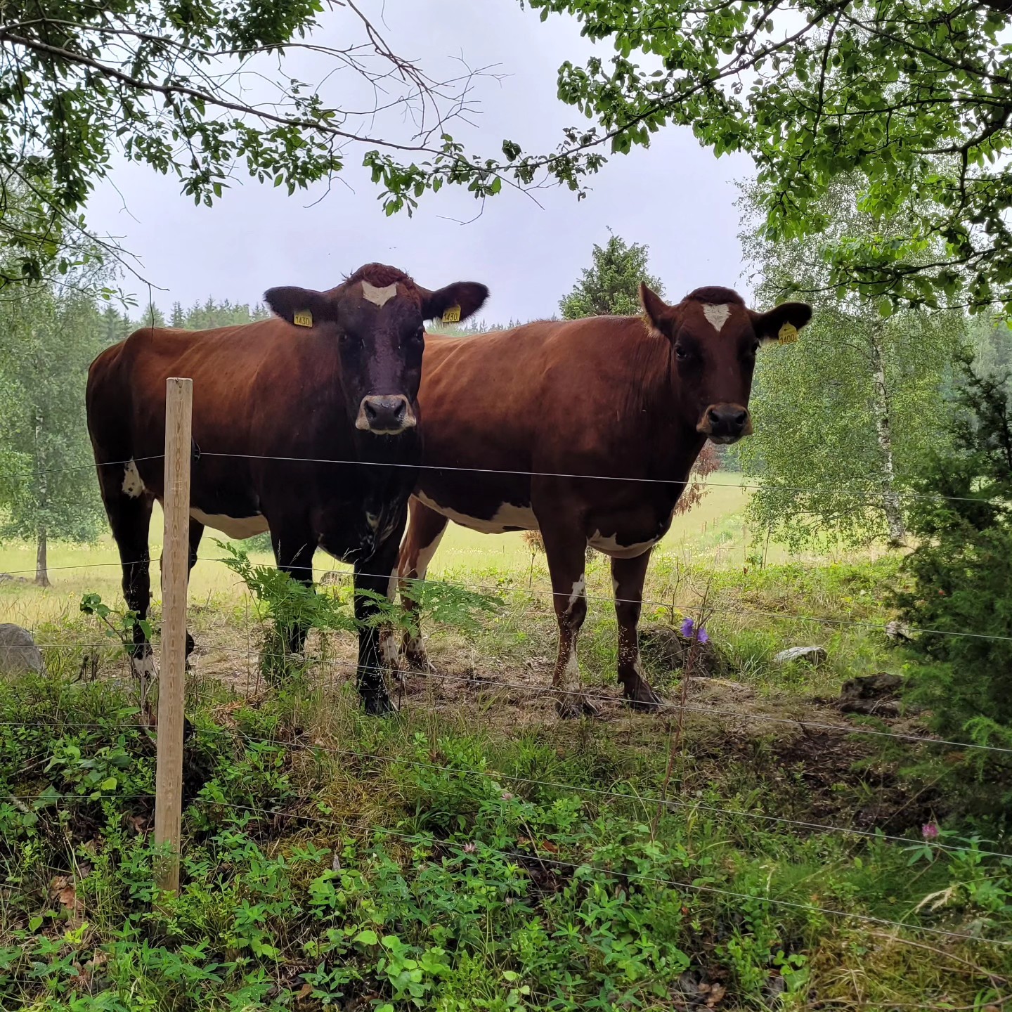 Nötkött – Herrviks Gård